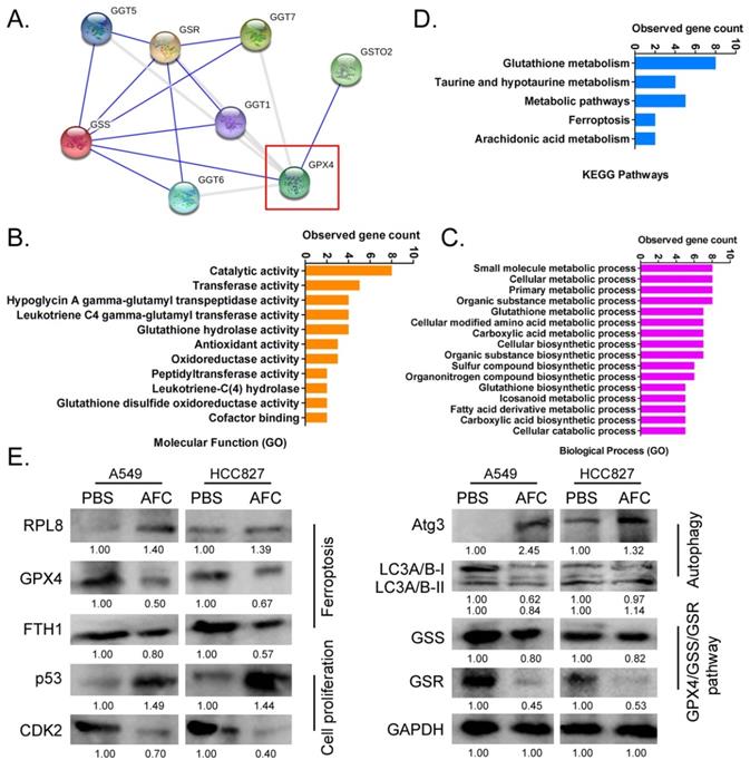 Ammonium Ferric Citrate induced Ferroptosis in Non-Small-Cell Lung ...
