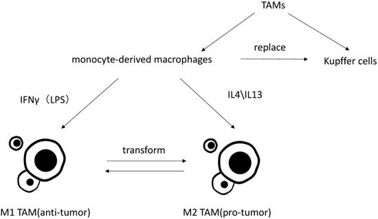 The role of tumor-associated macrophages in primary hepatocellular ...