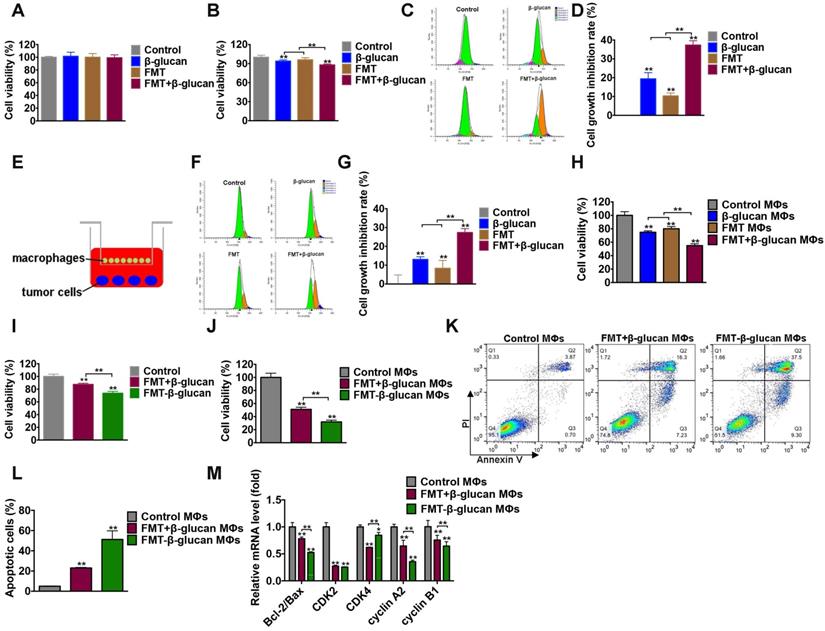 Ferumoxytol-β-glucan Inhibits Melanoma Growth via Interacting with ...