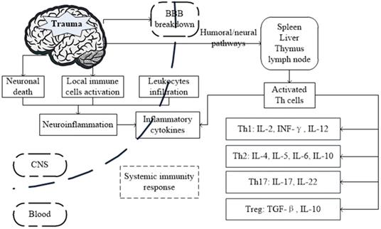 The Peripheral Immune System and Traumatic Brain Injury: Insight into ...