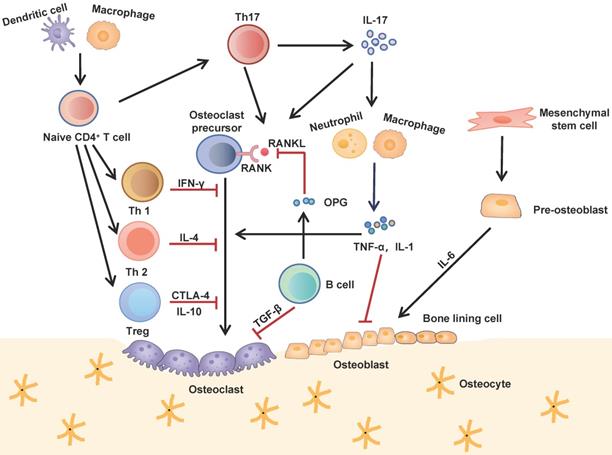 The Role of the Immune Microenvironment in Bone Regeneration