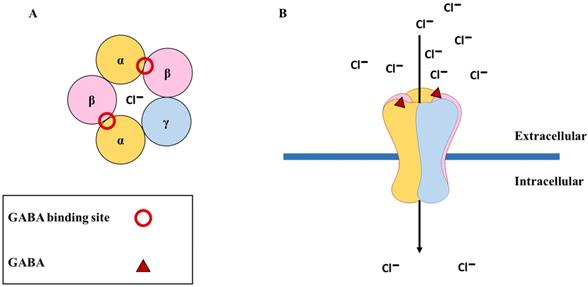 The Emerging Roles of π Subunit-Containing GABAA Receptors in Different ...
