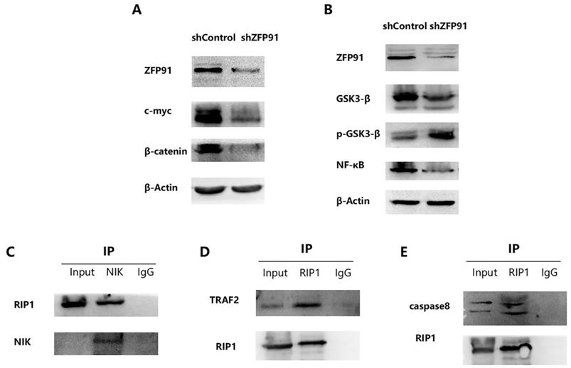 ZFP91 promotes cell proliferation and inhibits cell apoptosis in AML ...