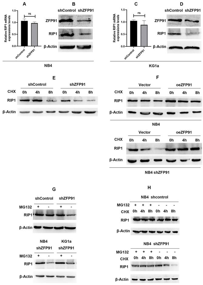 ZFP91 promotes cell proliferation and inhibits cell apoptosis in AML ...