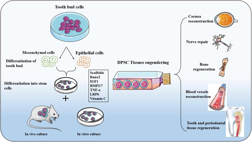 Application of dental pulp stem cells in oral maxillofacial tissue ...