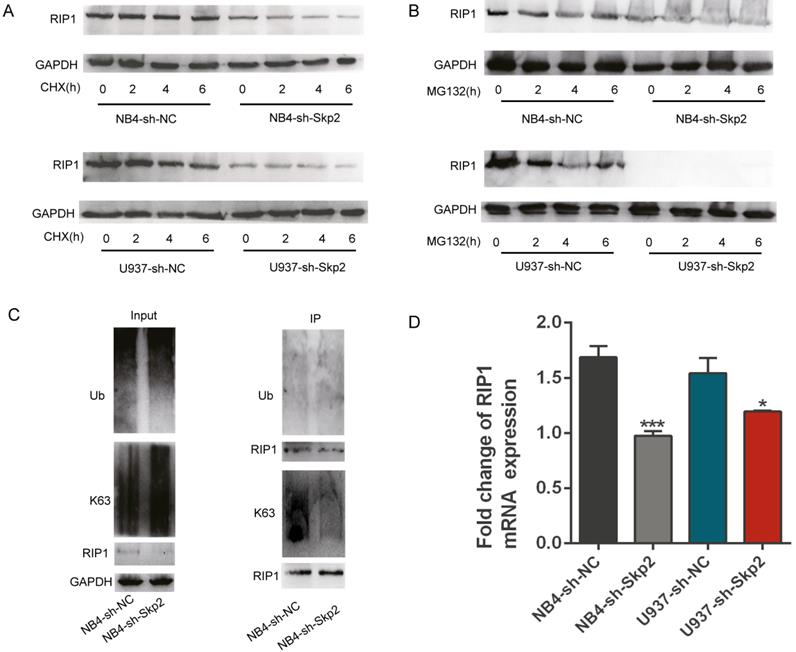 RIP1-dependent Apoptosis and Differentiation Regulated by Skp2 and Akt ...
