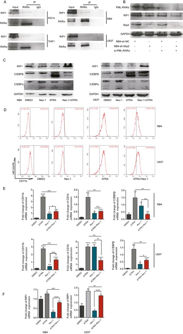 RIP1-dependent Apoptosis and Differentiation Regulated by Skp2 and Akt ...