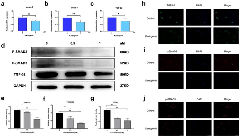 Kartogenin regulates hair growth and hair cycling transition