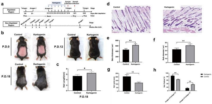 Kartogenin regulates hair growth and hair cycling transition