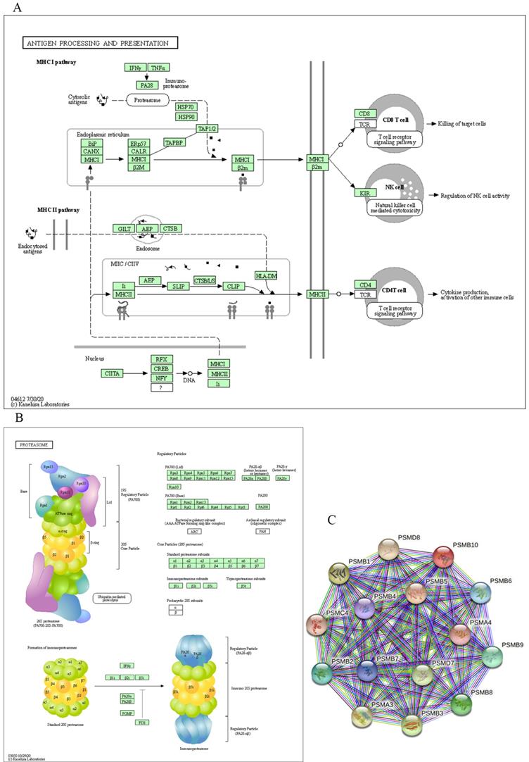Bioinformatic Analysis Identifying PSMB 1/2/3/4/6/8/9/10 as Prognostic ...