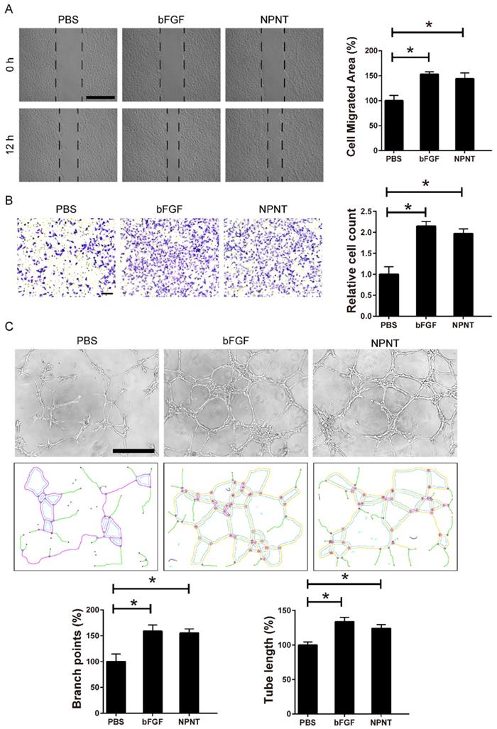 Nephronectin promotes cardiac repair post myocardial infarction via ...