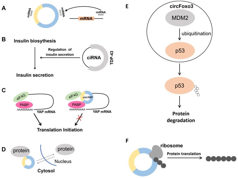 Advances in Circular RNA and Its Applications