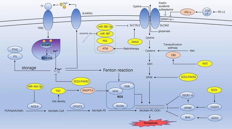 Ferroptosis: A New Promising Target for Ovarian Cancer Therapy