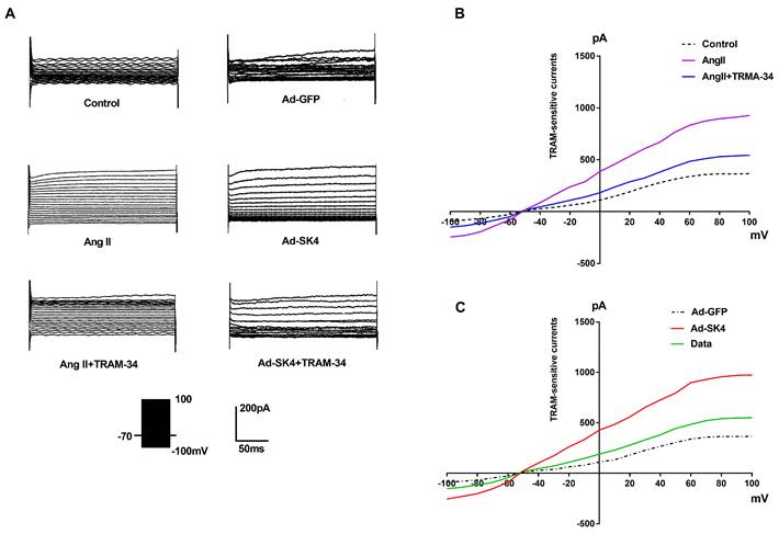Blockade of SK4 channels suppresses atrial fibrillation by attenuating ...