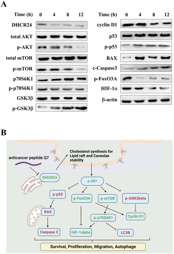Anticancer peptide Q7 suppresses the growth and migration of human ...