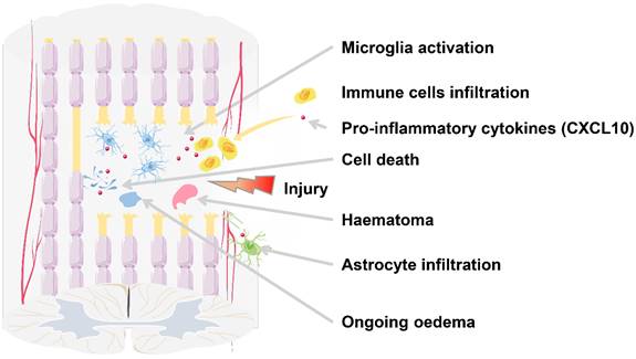 Role of CXCL10 in Spinal Cord Injury