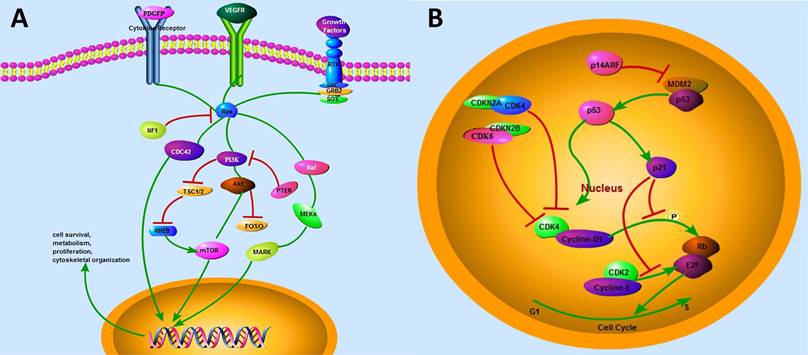 Current understanding of gliomagenesis: from model to mechanism