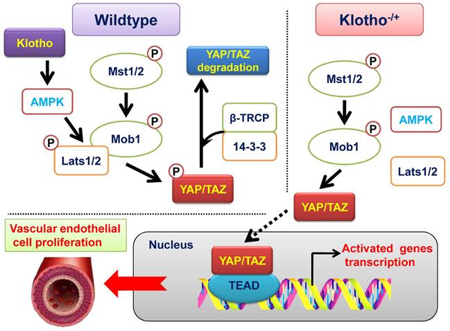 Klotho promotes AMPK activity and maintains renal vascular integrity by ...
