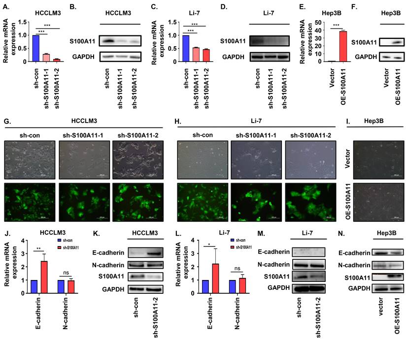 S100A11 Promotes Metastasis via AKT and ERK Signaling Pathways and Has ...