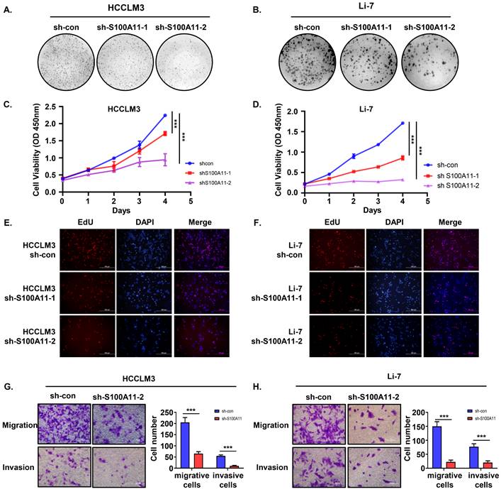 S100A11 Promotes Metastasis via AKT and ERK Signaling Pathways and Has ...