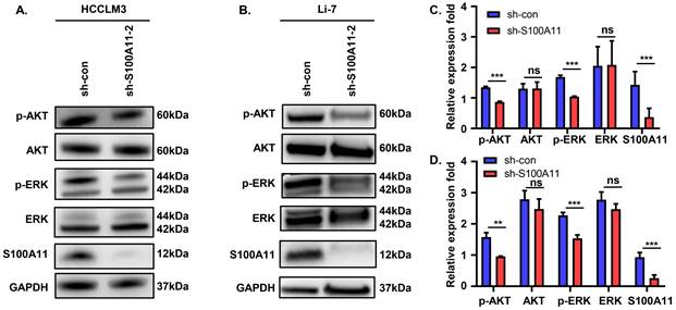 S100A11 Promotes Metastasis via AKT and ERK Signaling Pathways and Has ...
