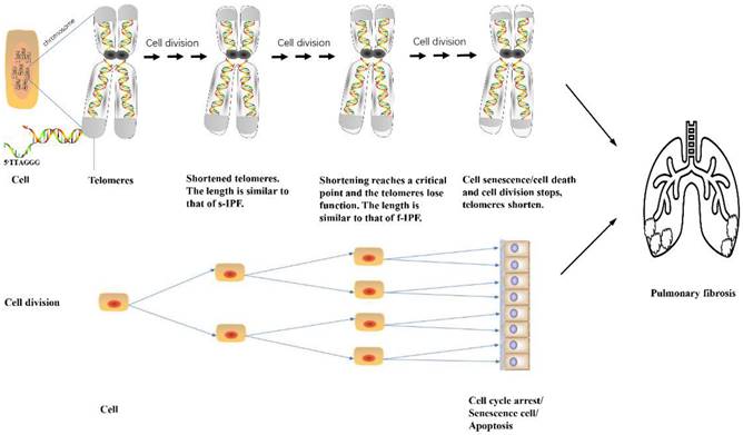 Genomic Fingerprint Associated with Familial Idiopathic Pulmonary ...
