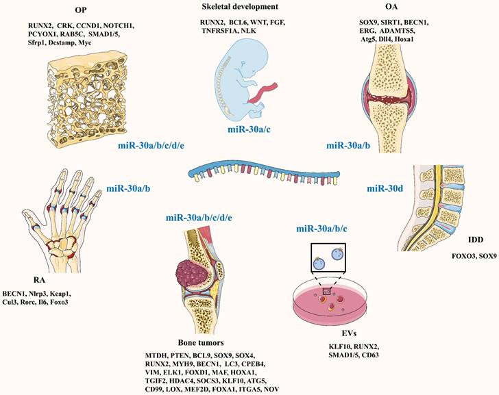 MiR-30 Family: A Novel Avenue for Treating Bone and Joint Diseases?