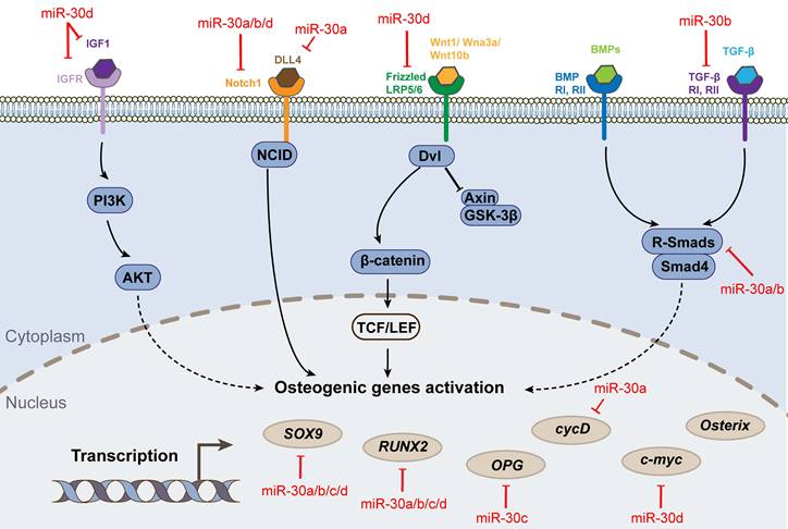 MiR-30 Family: A Novel Avenue for Treating Bone and Joint Diseases?