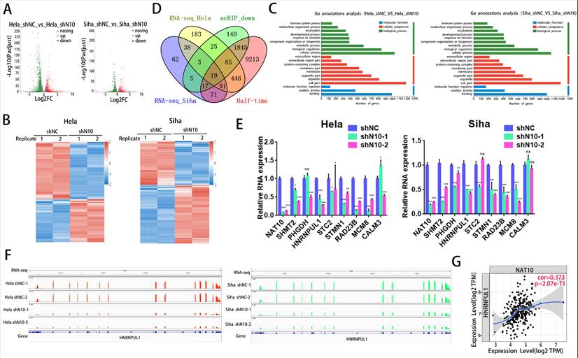 NAT10-mediated RNA acetylation enhances HNRNPUL1 mRNA stability to ...