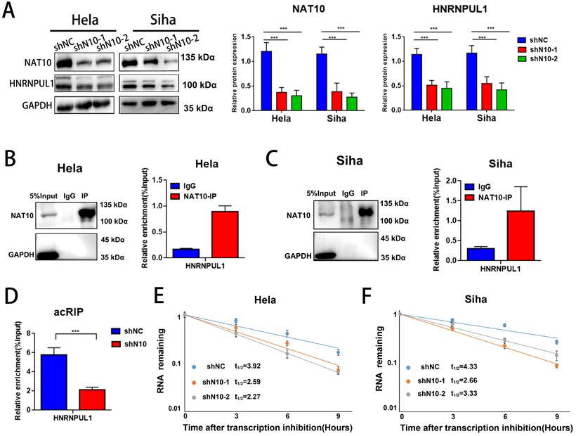NAT10-mediated RNA acetylation enhances HNRNPUL1 mRNA stability to ...