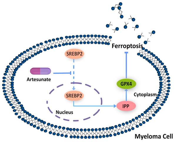Artesunate induces ferroptosis by inhibiting the nuclear localization ...