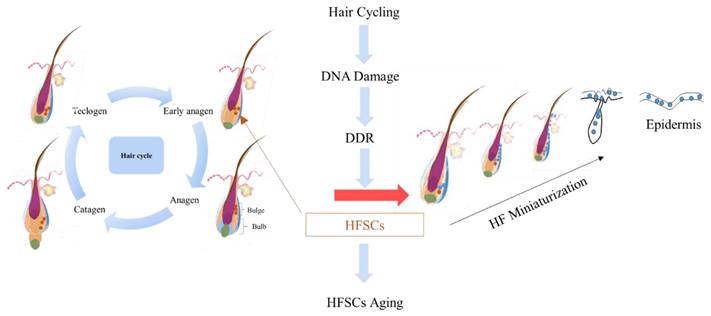 Status of research on the development and regeneration of hair follicles