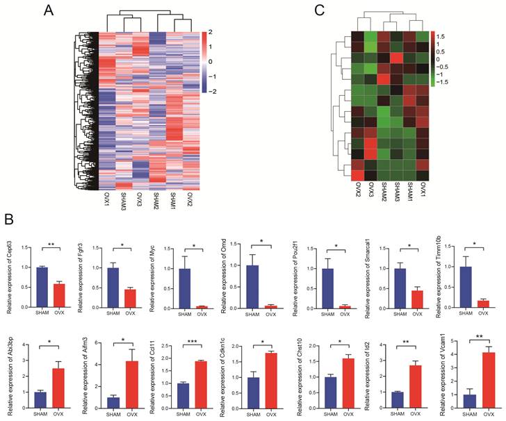What happens to the osteoporotic bone mesenchymal stem cells? Evidence ...