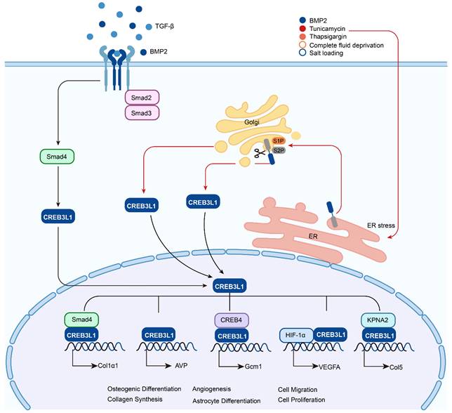 The Regulatory Network of CREB3L1 and Its Roles in Physiological and ...