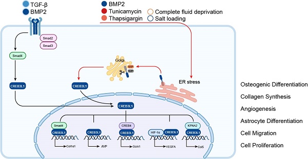 The Regulatory Network of CREB3L1 and Its Roles in Physiological and ...