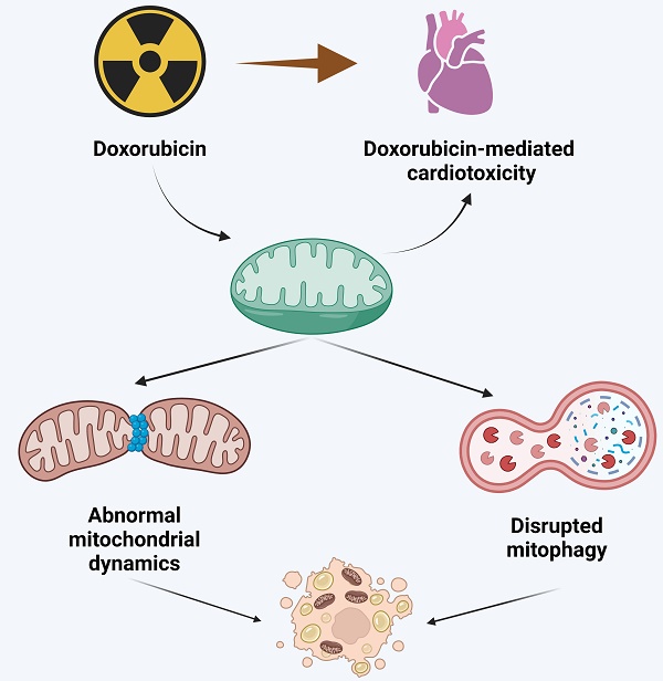 Role of mitochondria in doxorubicin-mediated cardiotoxicity: from molecular mechanisms to ...