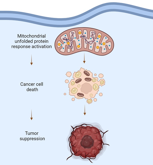 Targeting Cancer Mitochondria by Inducing an Abnormal Mitochondrial ...