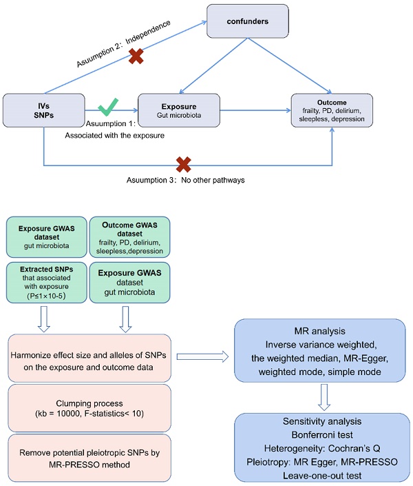 Exploring Causal Links Between Gut Microbiota and Geriatric Syndromes ...